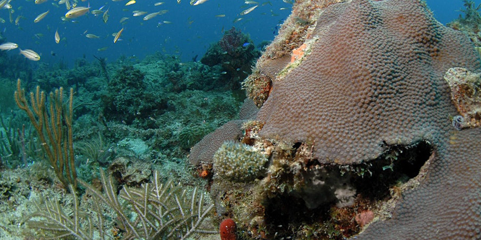 Factors Affecting The Coral Reef Ecosystem in the ECA - Florida Sea Grant