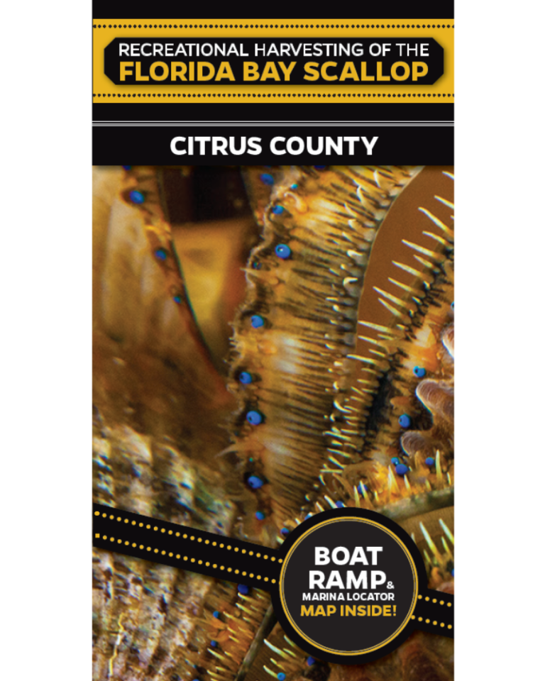 Scalloping – Florida Sea Grant