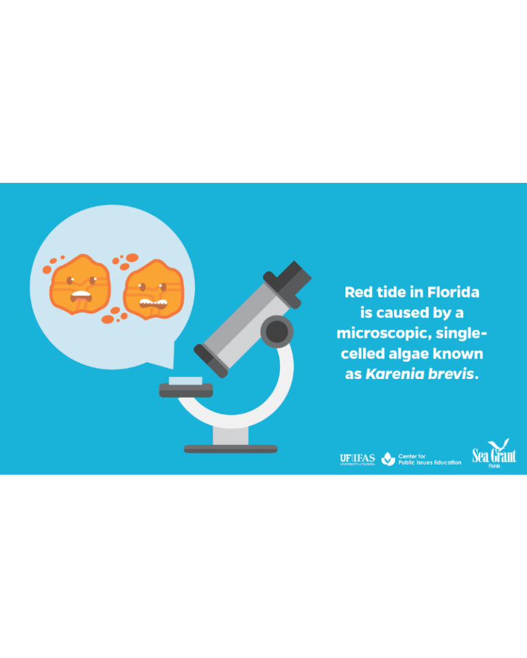 Red Tide Informational Infographics - Florida Sea Grant