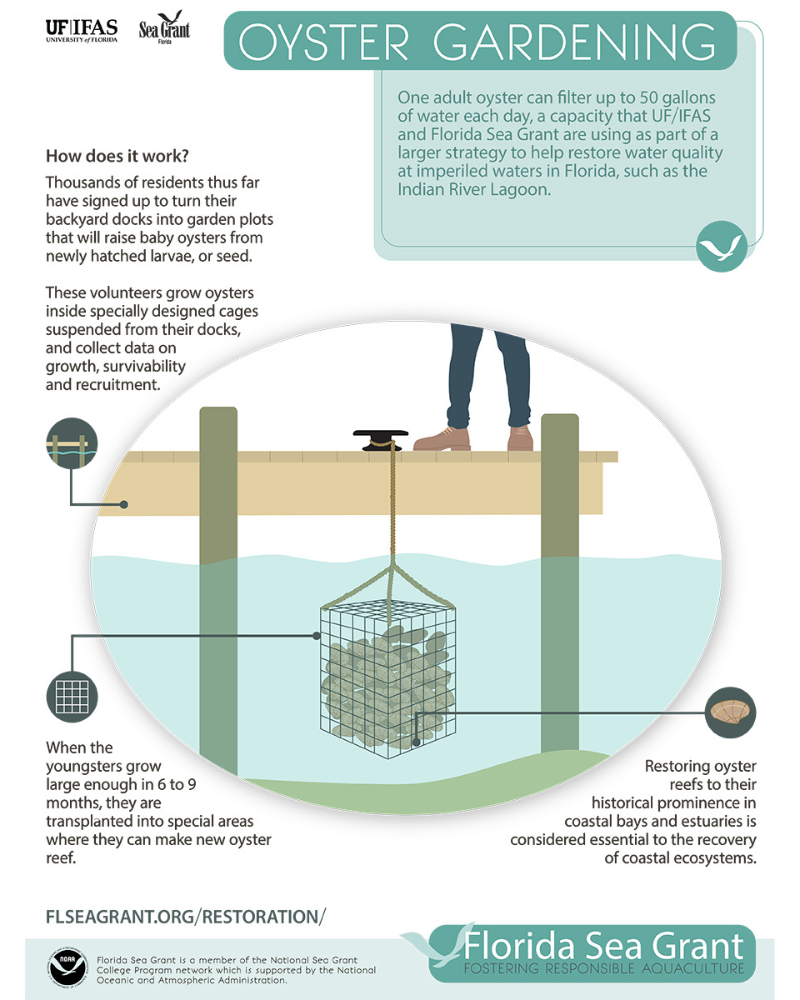 Aquaculture Infographics Series: Oyster Gardening - Florida Sea Grant