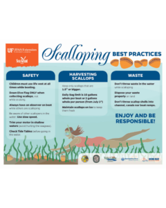 Scalloping – Florida Sea Grant