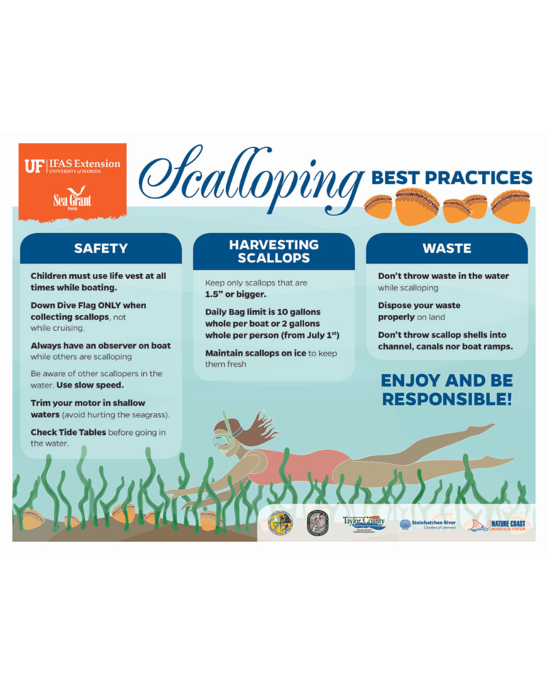 Scalloping - Florida Sea Grant