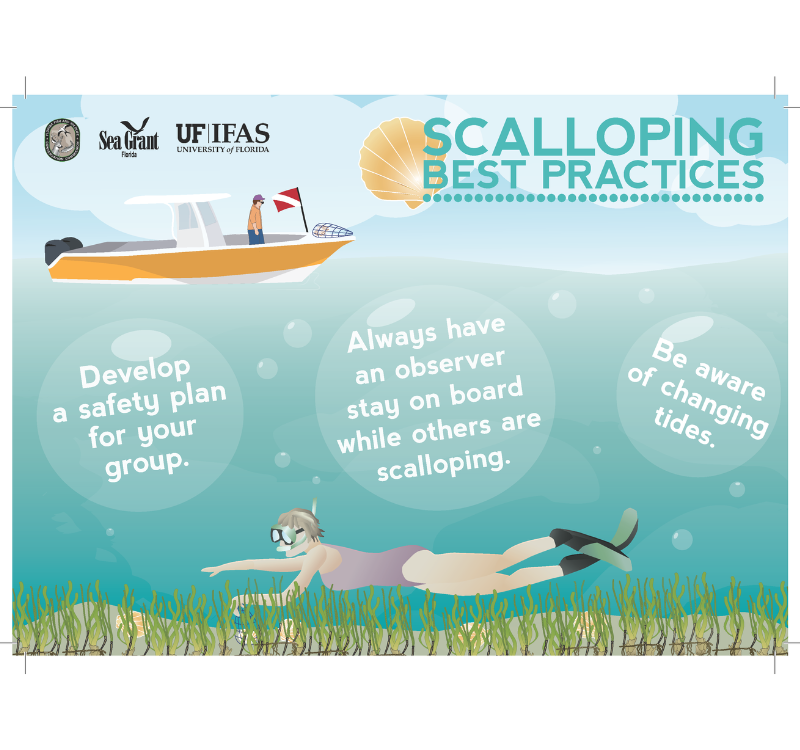 Scalloping Best Practices Postcard - Florida Sea Grant