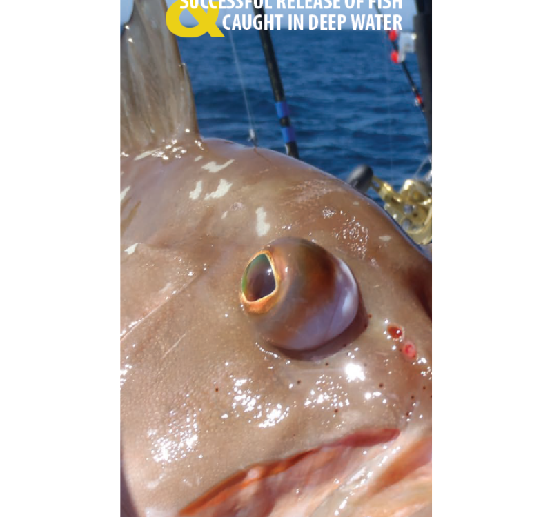 Barotrauma: Successful Release of Fish Caught In Deep Water - Florida ...
