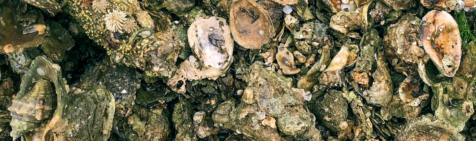 Aquaculture - Florida Sea Grant