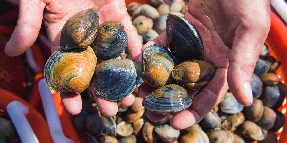 2020 Clam Buyback Project Helped Florida Farmers - Florida Sea Grant