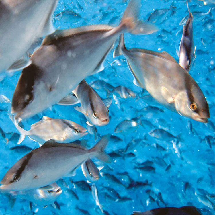 The Future of American Seafood: Will It Include Offshore Aquaculture ...