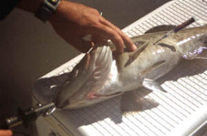 A Guide to Releasing Reef Fish Suffering from Barotrauma - Florida Sea ...