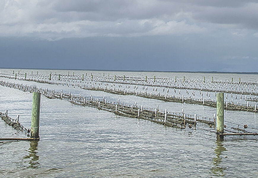 Oyster Aquaculture Florida at Marianne Coleman blog