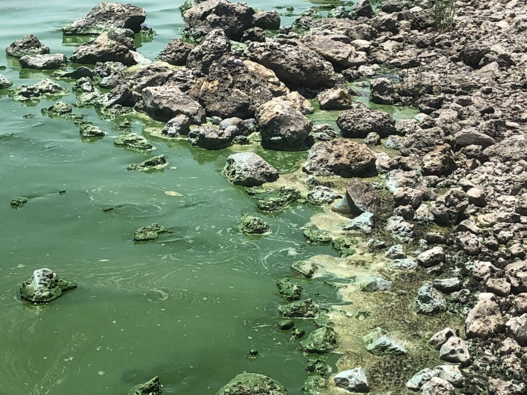 NOAA Harmful Algal Bloom Liaison Project: November – December 2022 ...