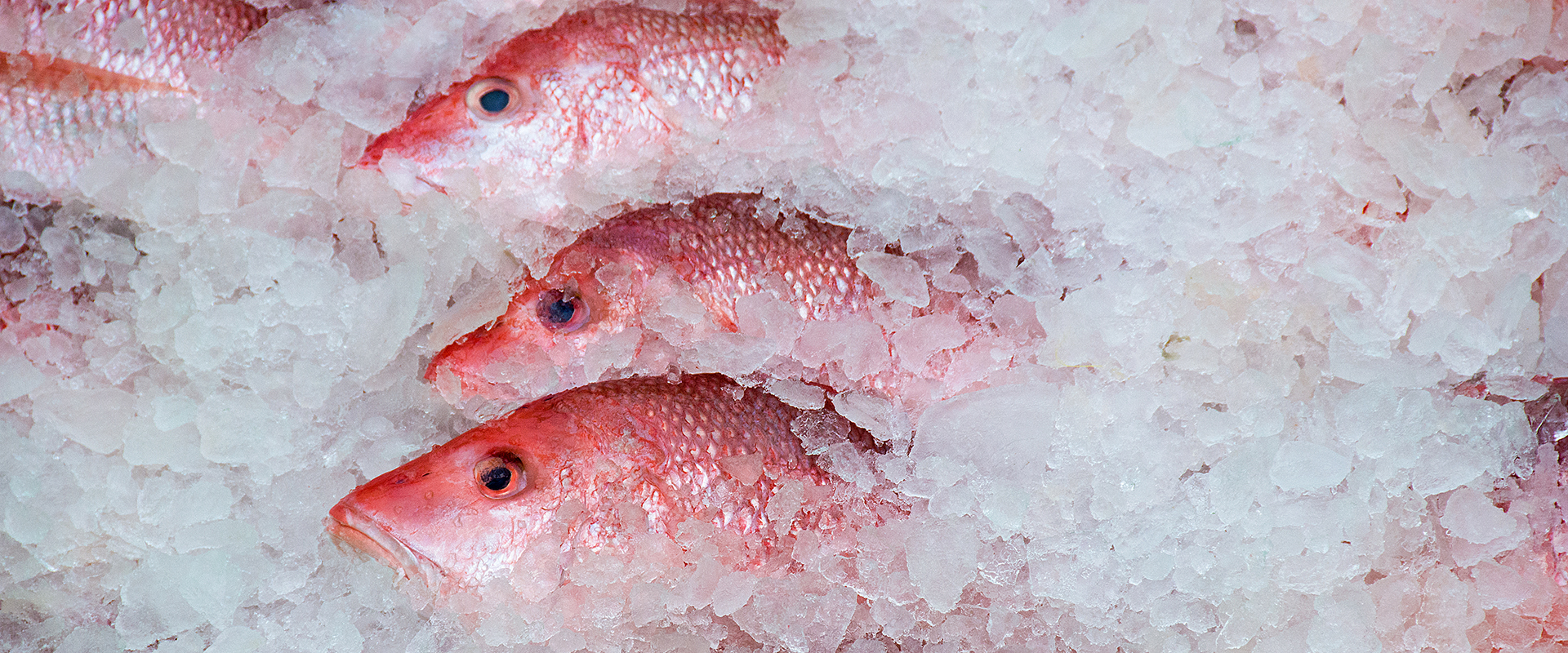 Individual Fishing Quota (IFQ) Pricing Reports - Florida Sea Grant