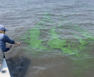 The Muddy Problem with Channelization and Harmful Algal Blooms ...