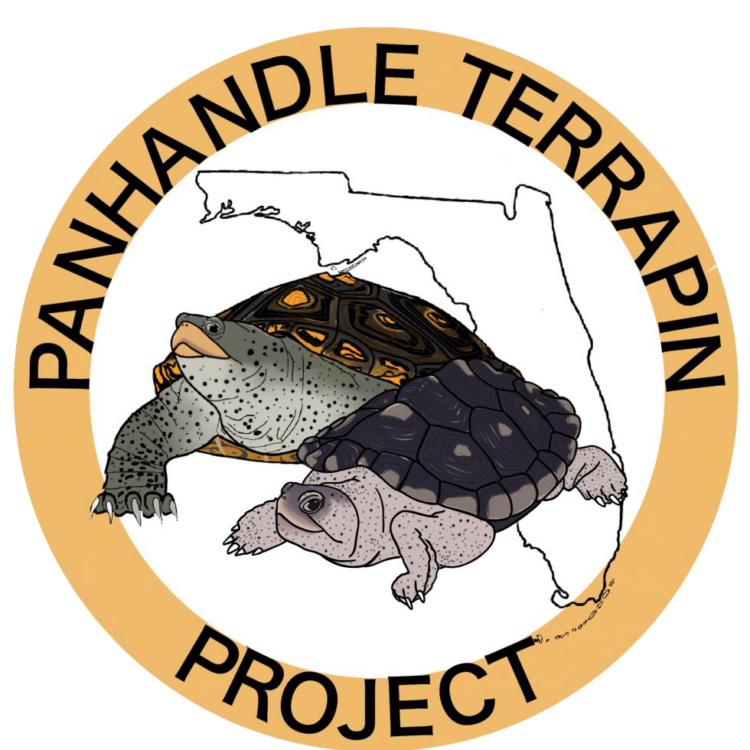 Panhandle Terrapin Project - Florida Sea Grant