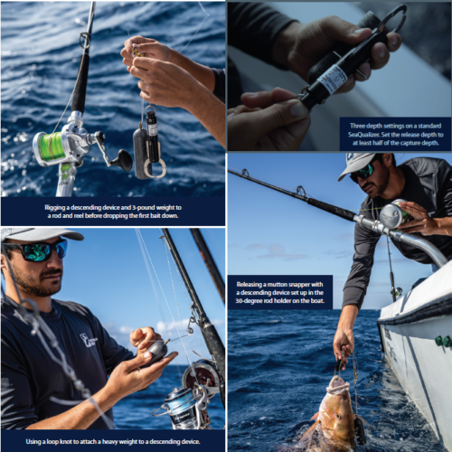 Return'Em Right to Tackle Barotrauma in Reef Fish - Florida Sea Grant