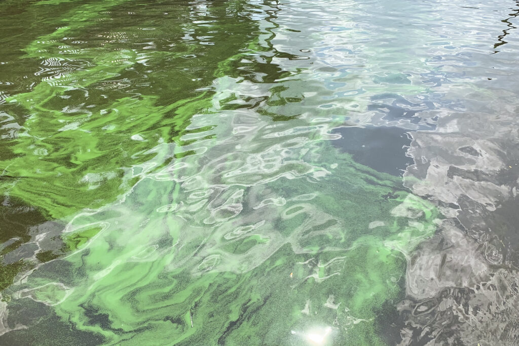 Harmful Algal Blooms - Florida Sea Grant