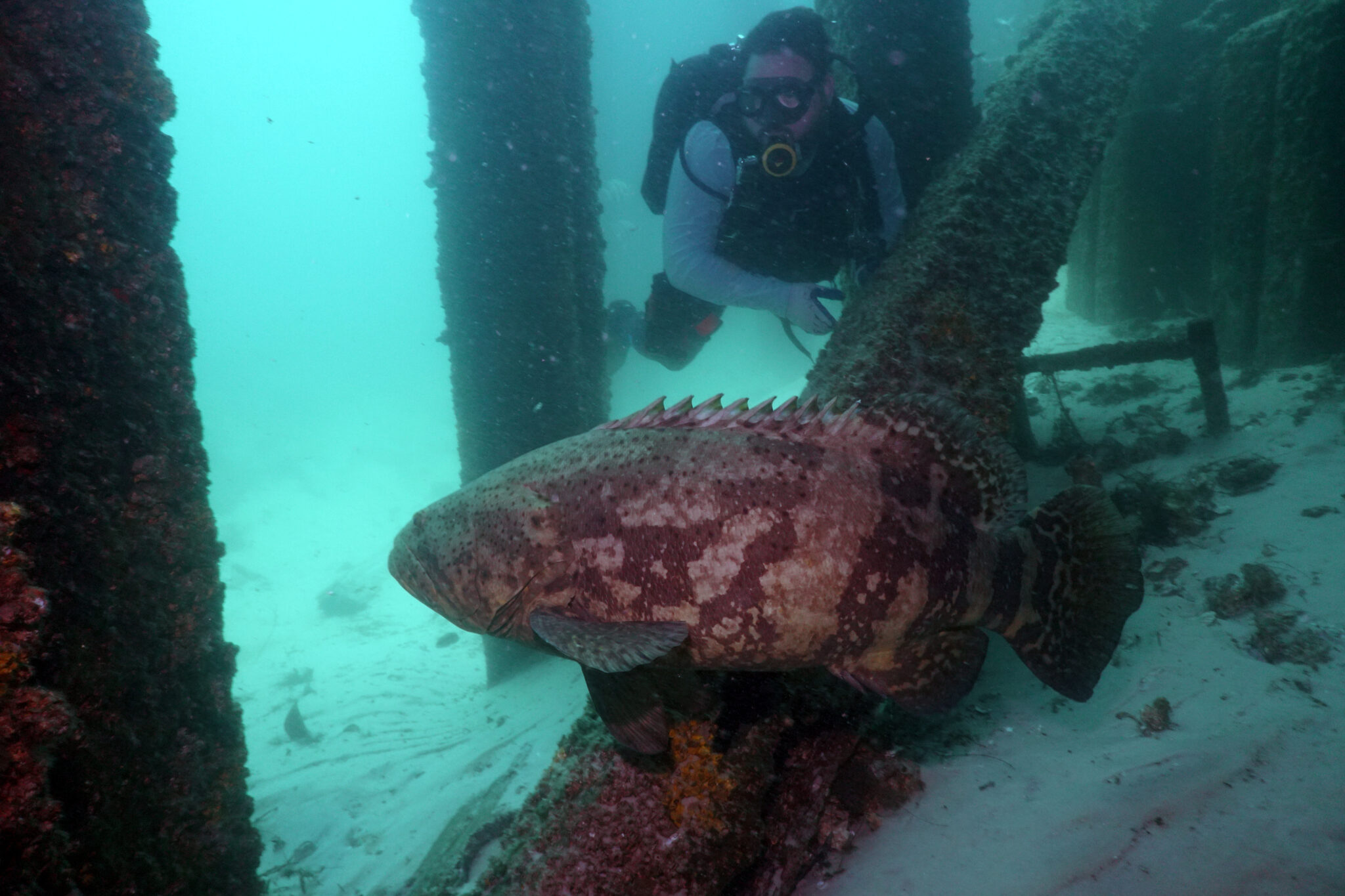 The Great Citizen Science Search for the Great Goliath Grouper ...