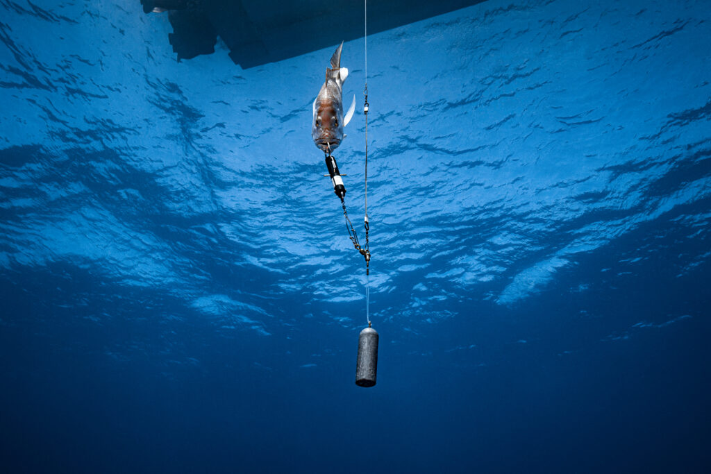 Episode 12: Barotrauma & Return 'Em Right - Florida Sea Grant