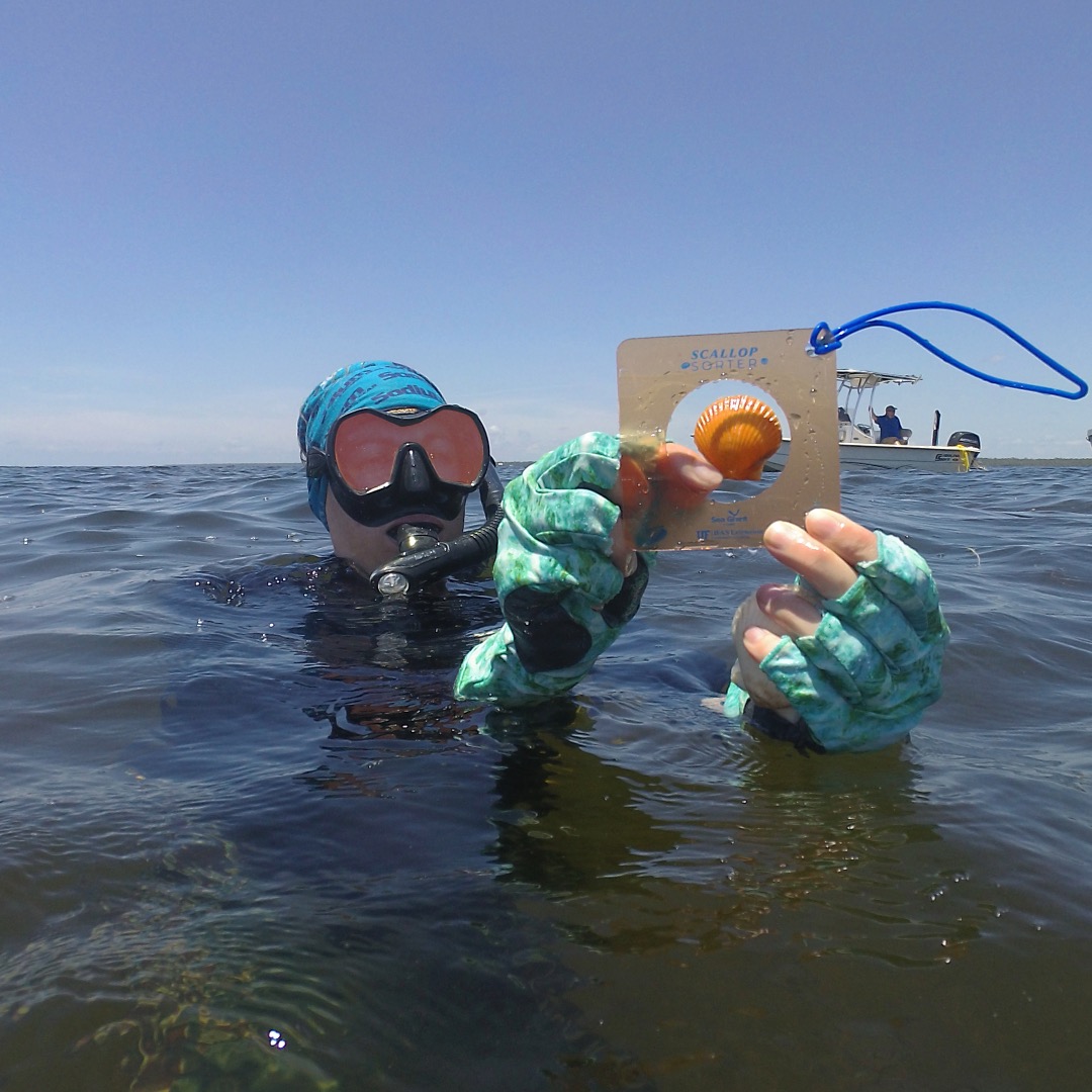 Pocket-sized Wonder: Florida Sea Grant Scallop Sorters Shine Brighter ...