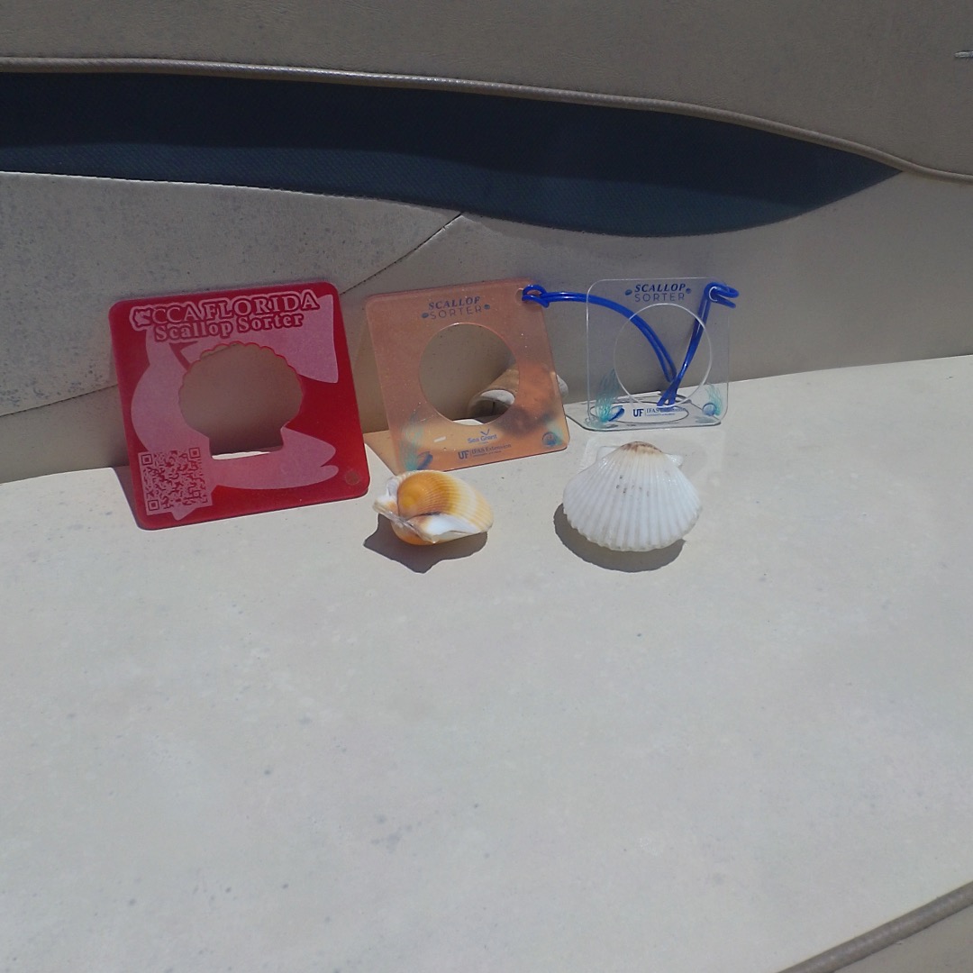 Pocket-sized Wonder: Florida Sea Grant Scallop Sorters Shine Brighter ...