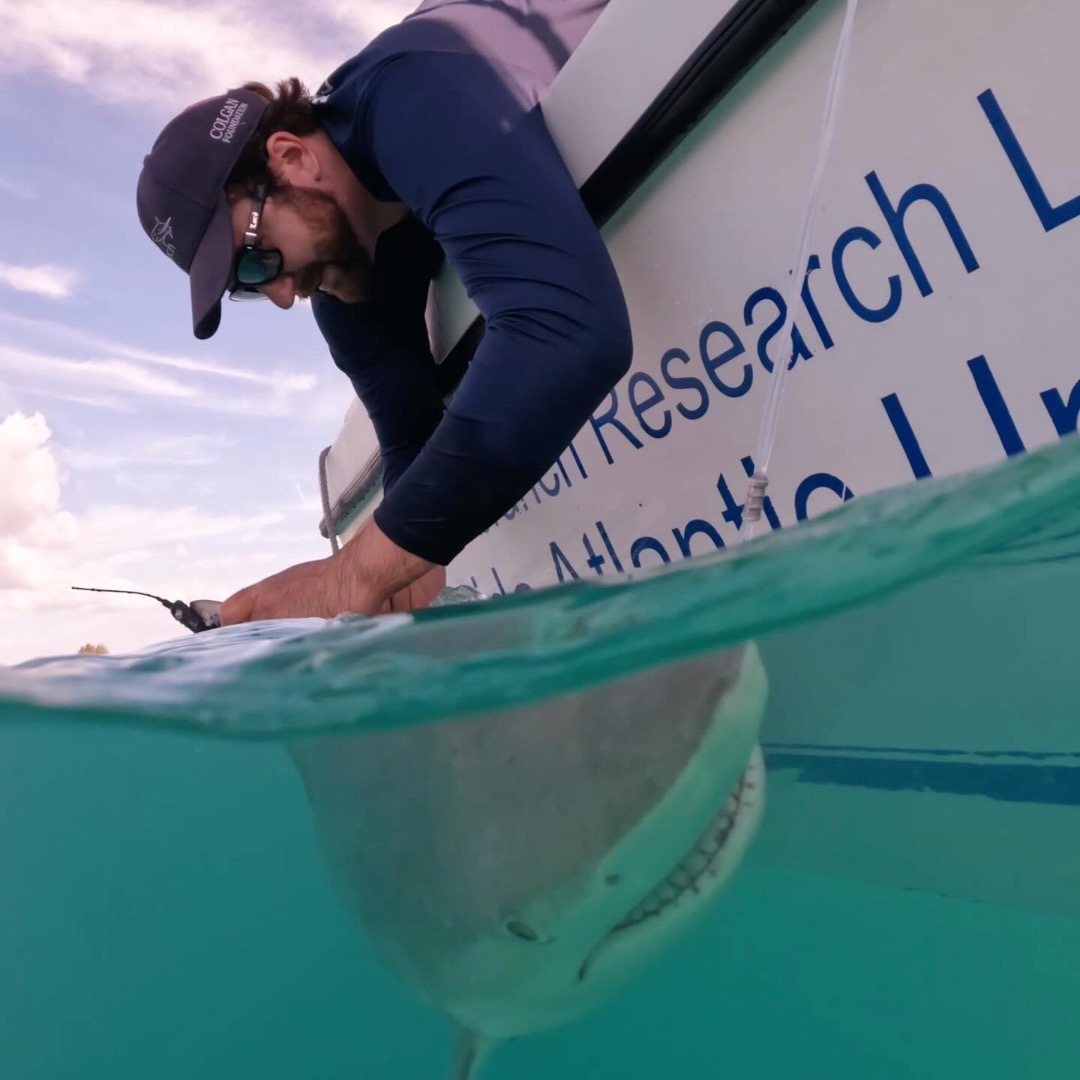 Understanding Shark Infested Water - Florida Sea Grant