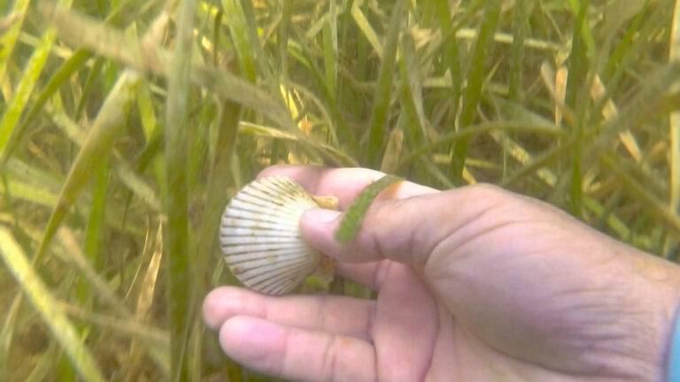 How This Simple Tool Is Revolutionizing Sustainable Scalloping in the ...