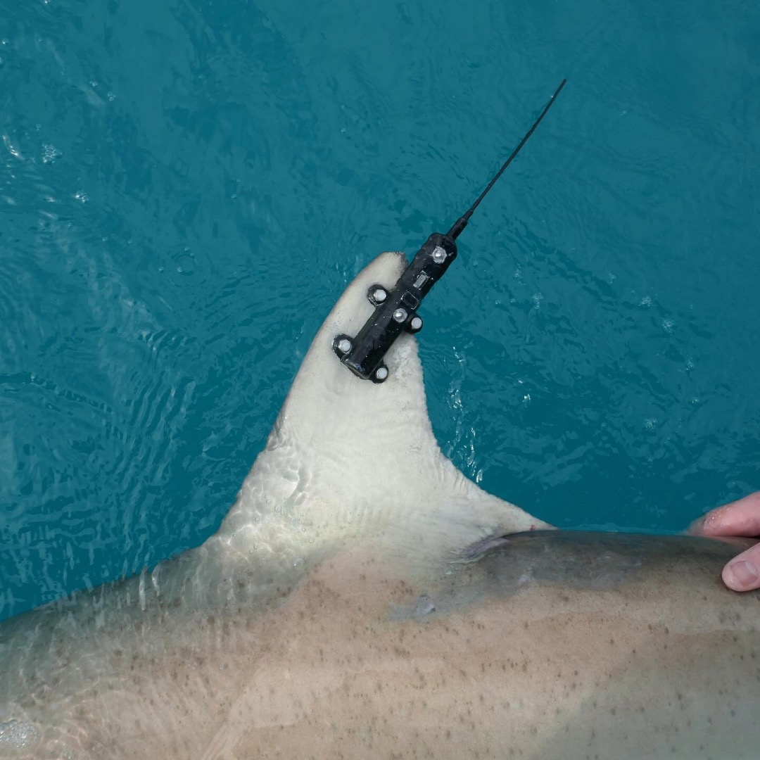Understanding Shark Infested Water - Florida Sea Grant