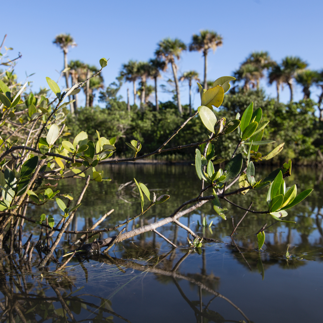 Propagules of Hope: How Florida’s Mangroves are Rooted in Coastal ...