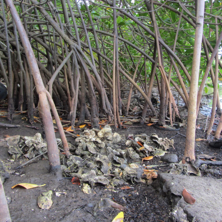 Propagules of Hope: How Florida’s Mangroves are Rooted in Coastal ...