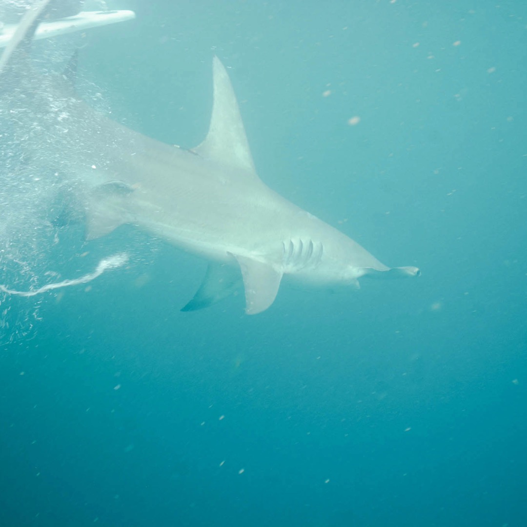 Growing Up is Hard: Life Within a Hammerhead Nursery - Florida Sea Grant