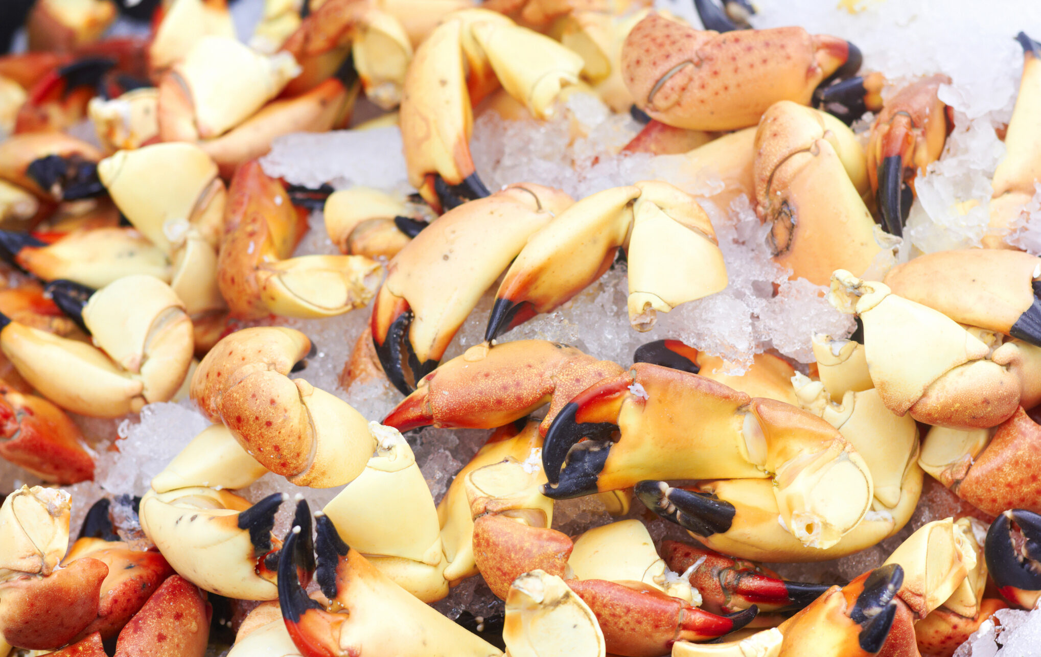 Episode 28: Stone Crabs - Florida Sea Grant