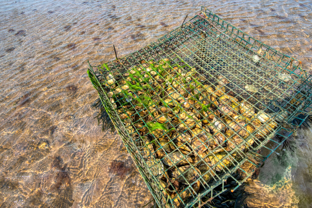 Episode 36: Shellfish Aquaculture - Florida Sea Grant