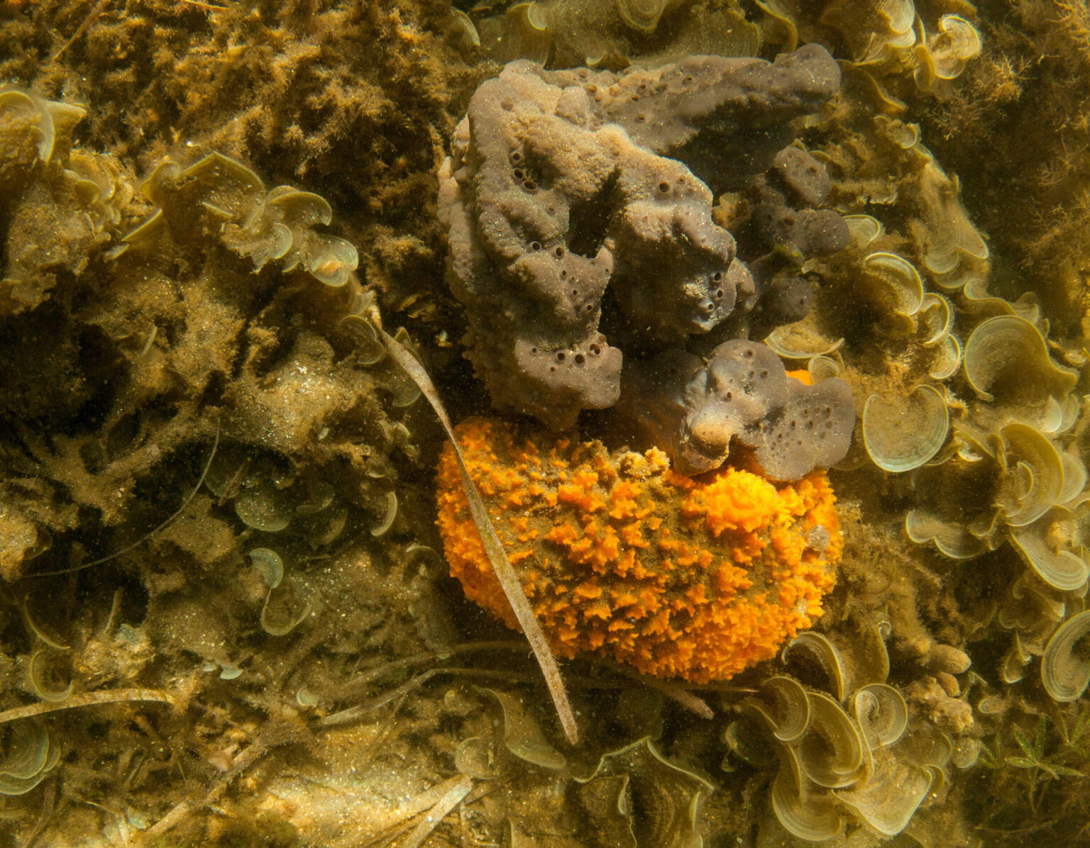 Episode 45 - Sponges - Florida Sea Grant