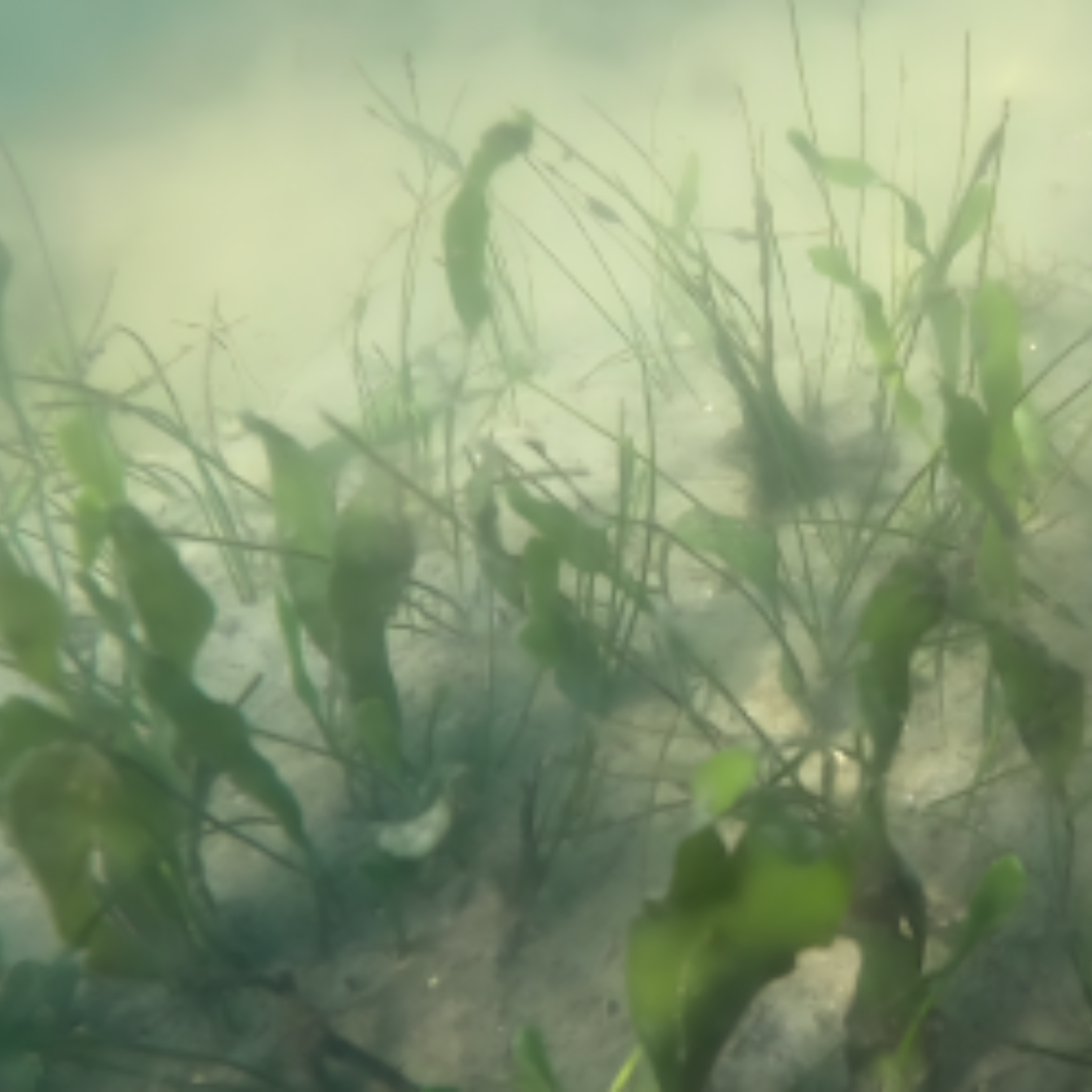 Weeding out the Competition: Investigating Seagrass-Seaweed ...