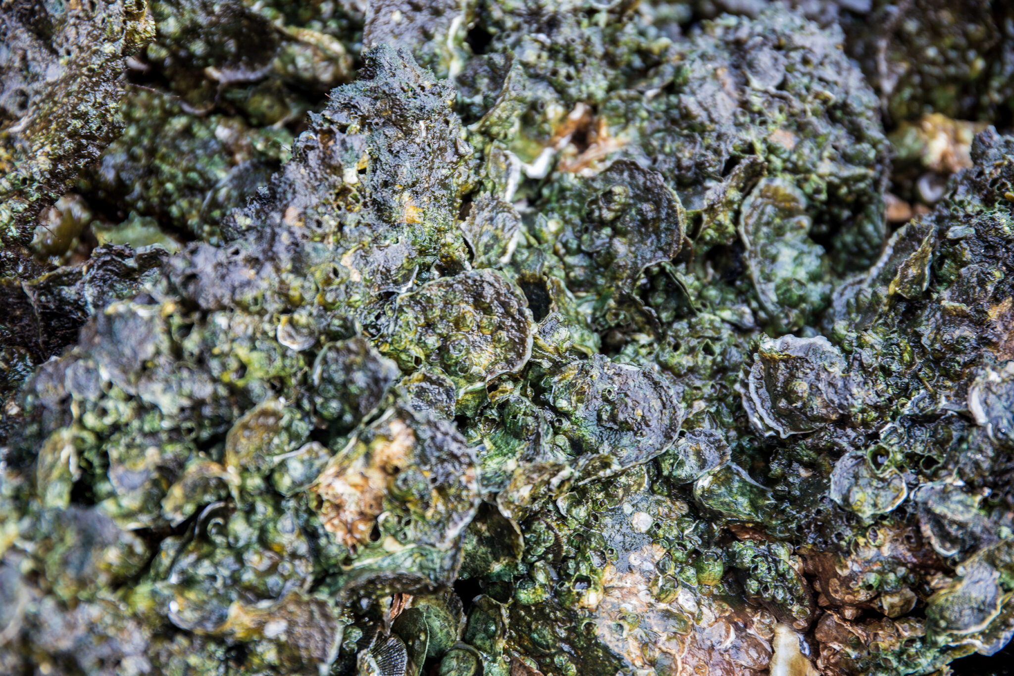 Episode 2 - Oyster Restoration - Florida Sea Grant